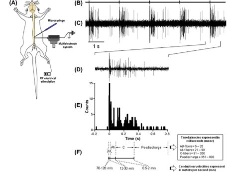Neuronal Responses To Receptive Field Electrical Stimulation Rfst