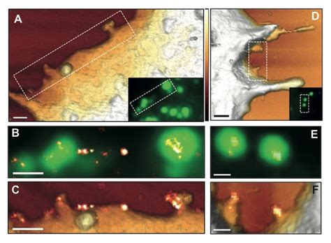Super Resolved 2d And 3d Fluorescence Imaging