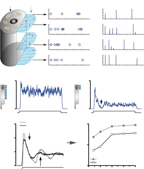 The Roles Of Stochasticity In Photoreceptor Encoding A 30000