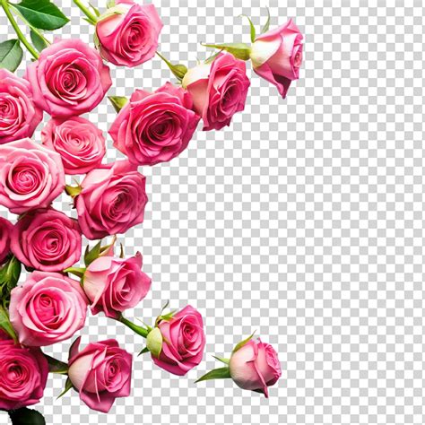 Розовые розы сверху изолированные на прозрачном фоне Премиум Ai сгенерированный Psd