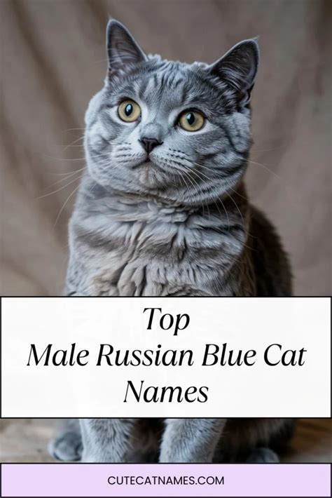 50 Elegant Russian Blue Cat Names As Mysterious And Regal As They Are