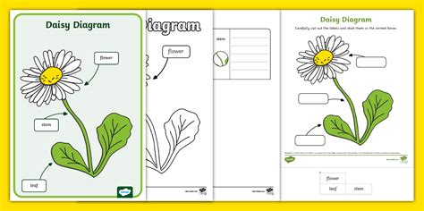 Daisy Diagram Pack Teacher Made Twinkl