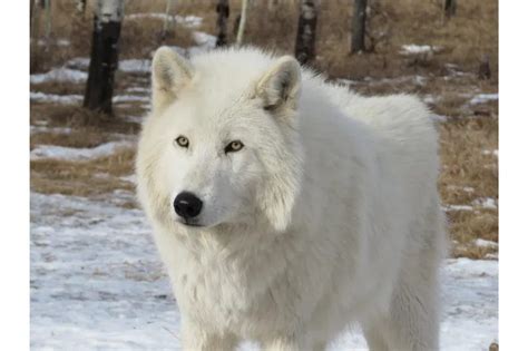 What Are The Predators Of Arctic Wolves Polar Guidebook