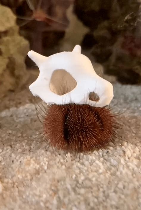 이슈유머 성게는 조개껍질이나 작은 돌을 몸 위에 올리는 행동을 하는데 이건 포식자로부터 위장과 보호 자외선 방지