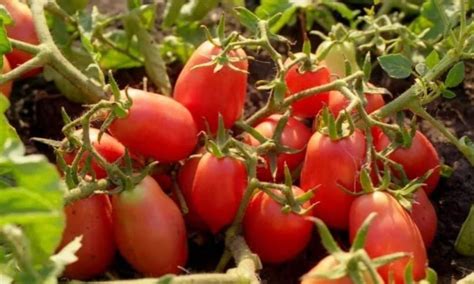 პომიდორი რომელსაც ერთი ნაკლიც არ აქვს მხოლოდ სარგებელი რჩევები ვივიენისგან