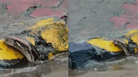 Giant Python Goes For Swim In Flooded Navi Mumbai Streets Viral Video