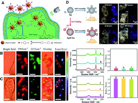 A Schematic Diagram Of Dna Alkyne Modified Auag Nps For Ratiometric Download Scientific