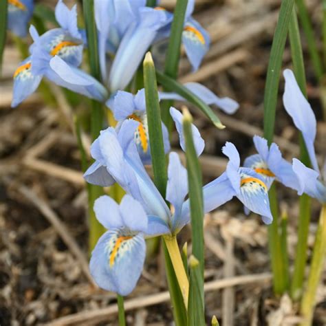 Iris Reticulata Blue Planet