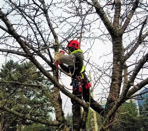 Tree Pruning Near Me Professional Tree Care Services