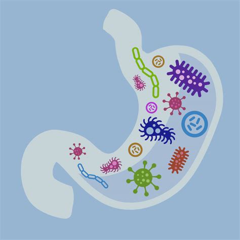 Complete Microbiome Mapping Test Code 2206 The Minimalist Naturopath