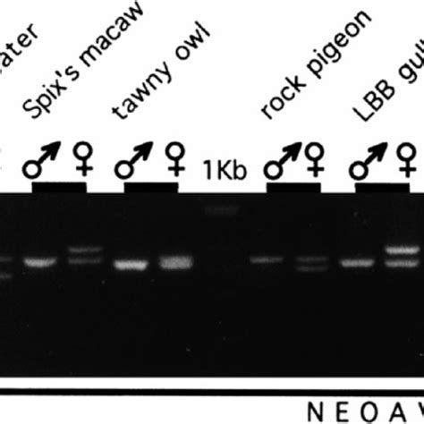 A Sex Determining Assay Based On The Avian Chd Gene This Test Can Be Download Scientific
