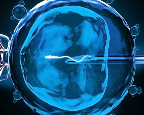 Imsi Fertilita Ivf Center