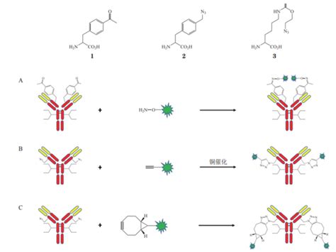 Adc的四大经典定点偶联技术 知乎