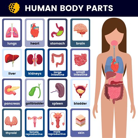 what are the parts of the human body and their functions