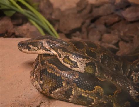 20 Types Of Pythons Species Facts And Photos