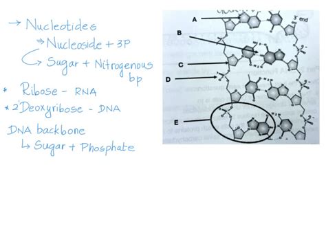 Solved Question 01 Draw And Label The The Parts Of A Dna Molecule Question 02 Based On The