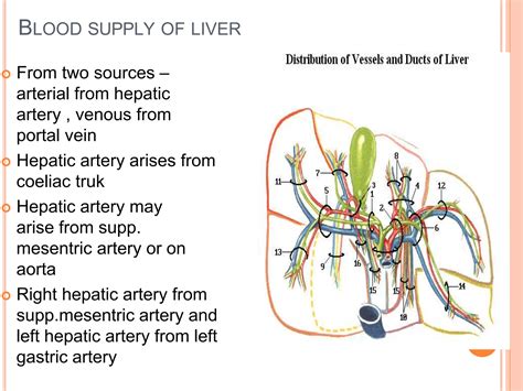 Hepatobiliary System 2024 Pptx Hepatobiliary System Pptx