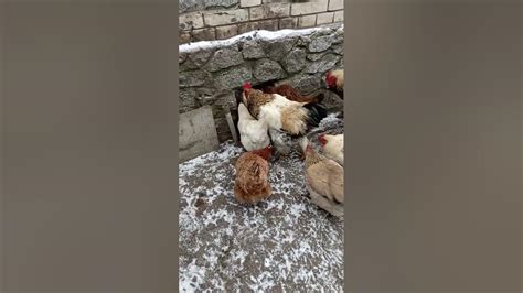 випуск курей на вільний вигул Youtube