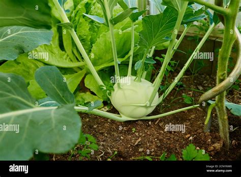 Kohlrabi (Brassica oleracea var.gongylodes), plant, close-up Stock ...