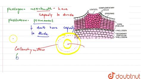 Give On Basic Functional Difference Between Phellogen And Phelloderm