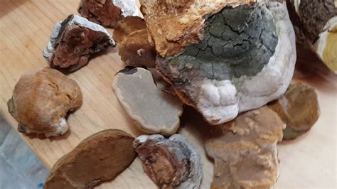 살아있는 자작나무 차가버섯 과 상황 Youtube