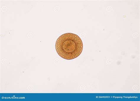 Protozoa And Plant Cells Under The Microscope For Education Stock Protozoa And Plant Cells Under The Microscope For Education Stock