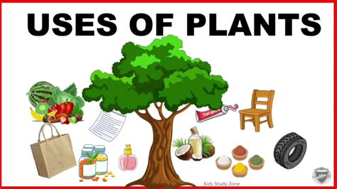 10 Useful Plants