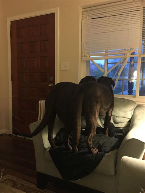 Lab Butts R Labrador