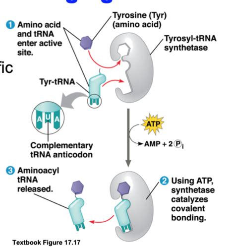 Cels Lecture 17 Flashcards Quizlet