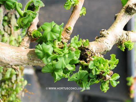Ginkgo Biloba Troll Boomkwekerij Hortus Conclusus