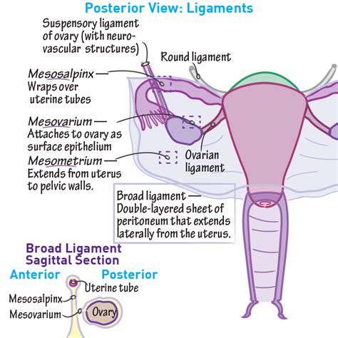 Uterine Ovarian Ligament