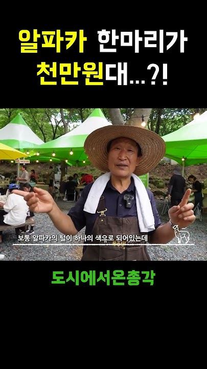 알파카가 이 정도로 비싸다고 Youtube