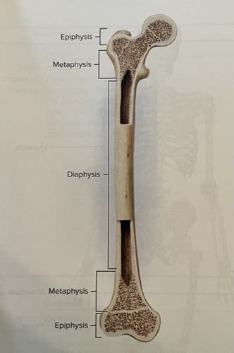 Medical Office Terms Chapter 4 Concepts The Musculoskeletal