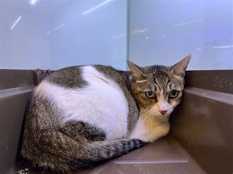 코리안숏헤어 베르 샴입양 셀커크렉스입양 스코티쉬폴드입양 스핑크스입양 아메리칸숏헤어입양 아비시니안입양 터키시앙고라입양 페르시안입양 애완견입양 반려견입양 털빠짐없는소형견종류