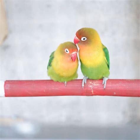 10 Types Of Parrots People Keep As Pets With Pictures