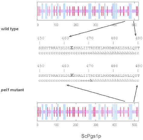 Deduced Secondary Structure Of Phosphatidylglycerolphosphate Synthase Download Scientific
