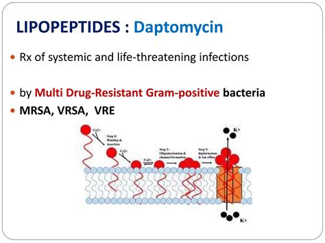 Macrolides And Other Drugs Inhibiting Bacterial Protein Synthesis Ppt