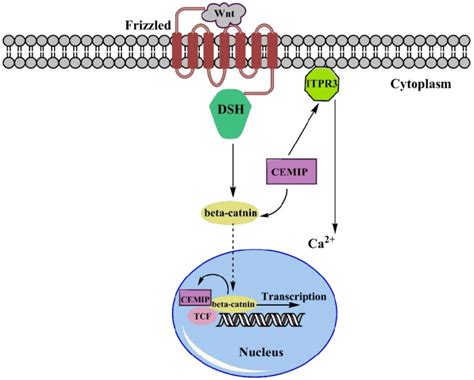 The Simple Wntβ Catenin Pathway Involving Cemip The Wnt Signals Will Download Scientific