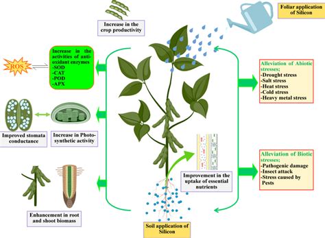 This diagram is showing the possible role of foliar and soil... | Download Scientific Diagram