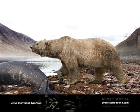 Ursus Maritimus Tyrannus Image Buy Uchytel