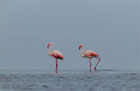 야생 아프리카 조류 화창한 날에 푸른 석호 를 산책 하는 분홍색 아프리카 플라밍고의 두 새 스파 온천에 대한 스톡 사진 및 기타 이미지 Istock
