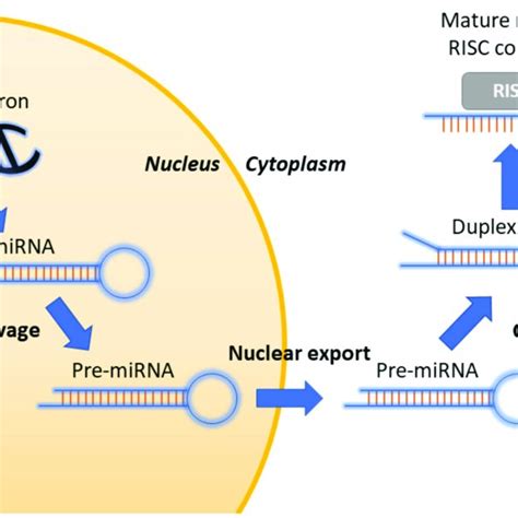 Biogenesis Of MiRNA Download Scientific Diagram