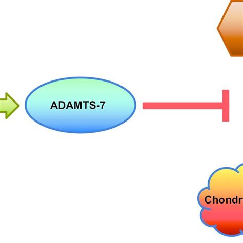 A Proposed Model For Explaining Adamts 7 Mediated Inhibition Of