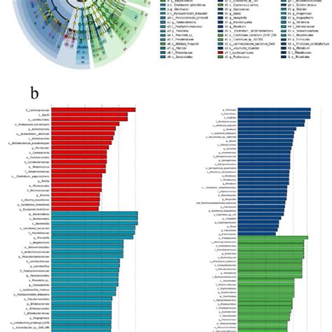 Taxonomic Cladogram Generated From Lefse Analysis Of 16s Rrna Gene