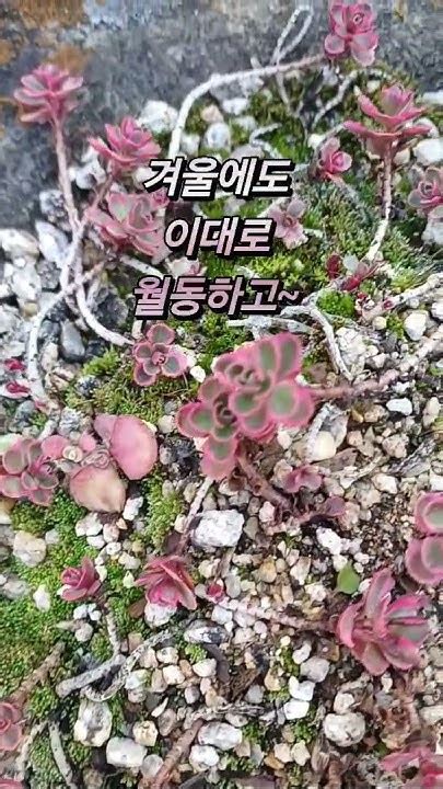 오묘한 색감의오색기린초첸벗꽃연가 Youtube