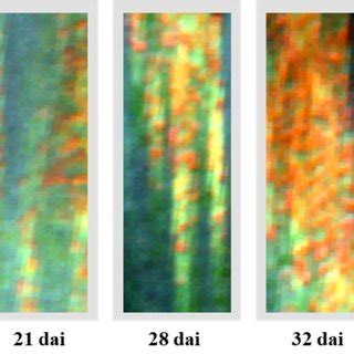 Development Of Disease Symptoms Of Wheat Yellow Rust From 7 Dai To 42 Dai Download Scientific