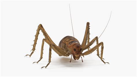 3d Giant Weta Rigged For Maya Model Turbosquid 2325587