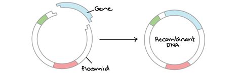 Recombinant Dna Diagram