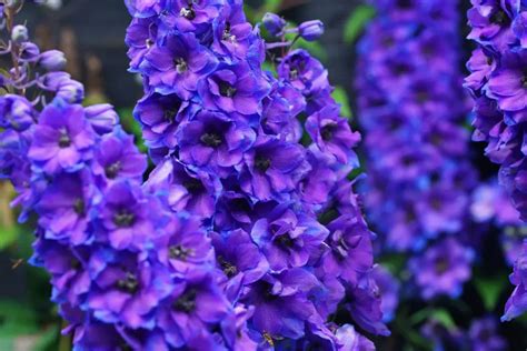 Delphinium Benefits Dosage Side Effects Drug Interactions And Other Important Information