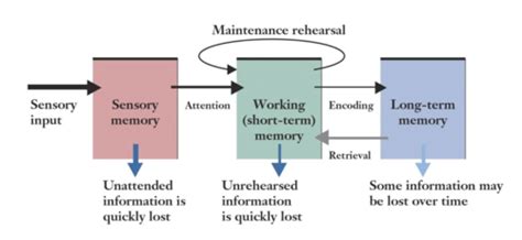 Memory Flashcards Quizlet